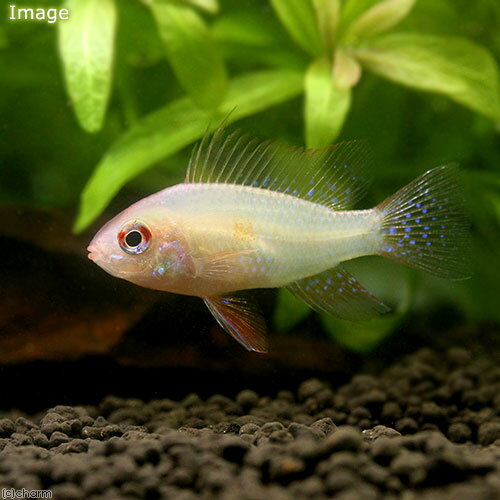 お送りする個体は体長約4〜7cm程度です。商品の性質上、若干のヒレ欠けがある場合がございます。予めご了承の上お買い求めください。個体サイズや模様、雌雄の指定についてはお受け致しかねますのでご了承下さい。ゴールドジャーマン・ラミレジィ販売名ゴ...