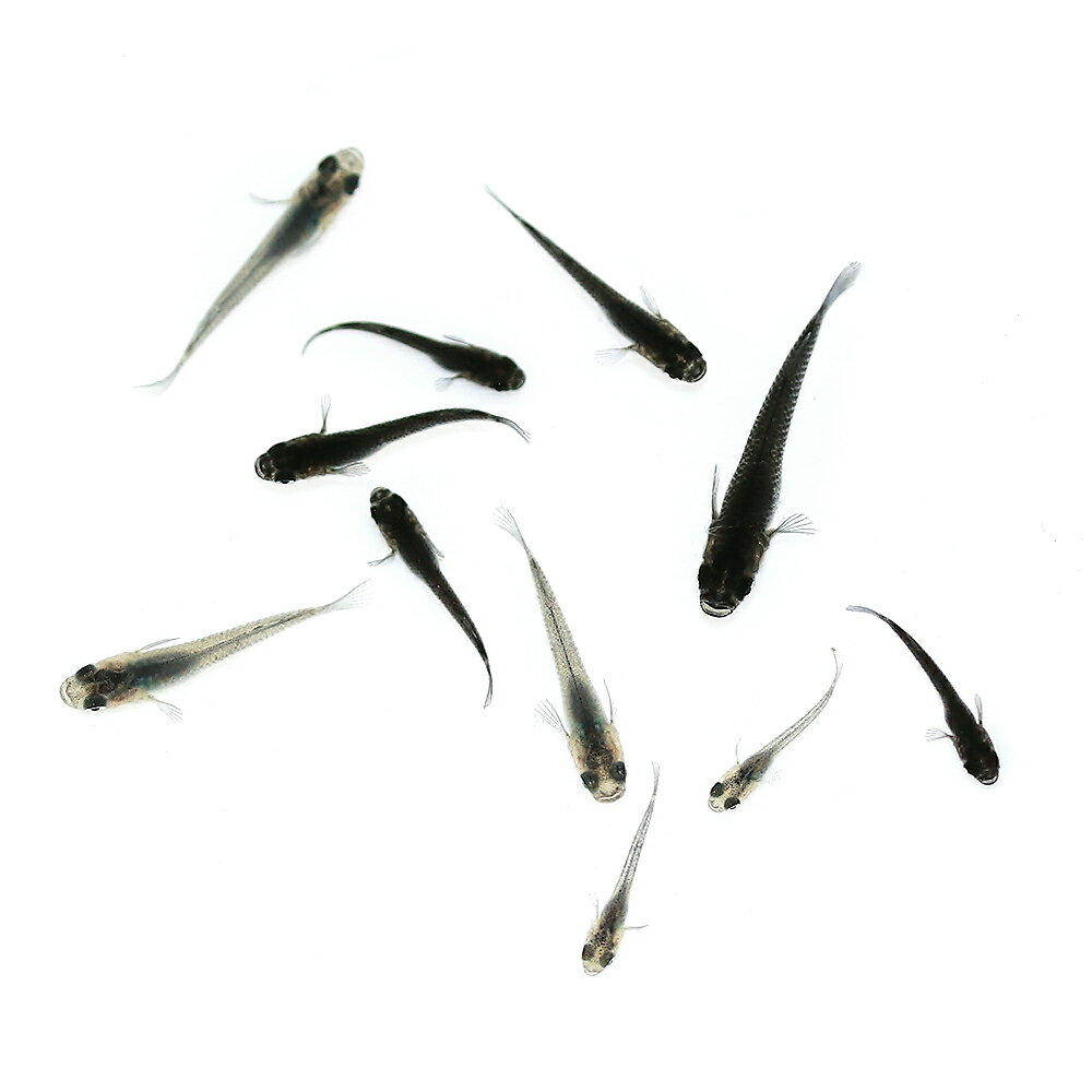 お送りする個体は体長0．5〜2cm程度です。成長期の稚魚での発送となる為、発送時には表記サイズより大きめでの発送となる場合がございます。個体サイズや模様、雌雄の指定についてはお受け致しかねますのでご了承下さい。無選別　クラウドグレーダイヤメ...