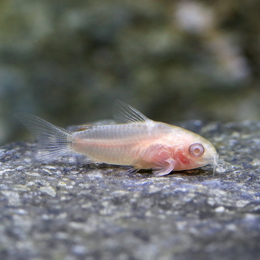 お送りする個体は体長1〜1．5cm程度です。アルビノの表現（黒い色素の生成抑える働き）に個体差があり成長とともに黄色味を帯びる個体や黒い模様が現れる個体が混ざります。個体サイズや模様、雌雄の指定についてはお受け致しかねますのでご了承下さい。...