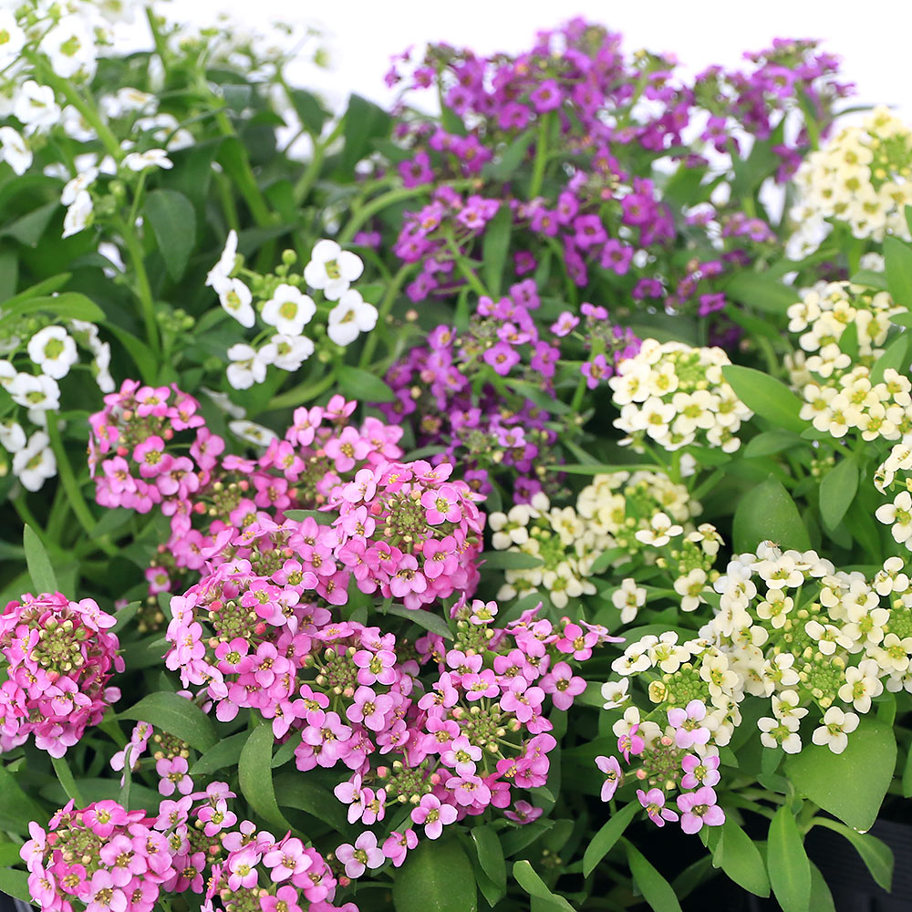 ※冬期は配送時に植物が凍ってしまう恐れがあるため、北海道および積雪が予想される寒冷地域には配送できない可能性がございます。予めご了承ください。花束のようにこんもり生い茂る！アリッサム（花色おまかせ）　3号（1ポット）商品名アリッサム販売株に...