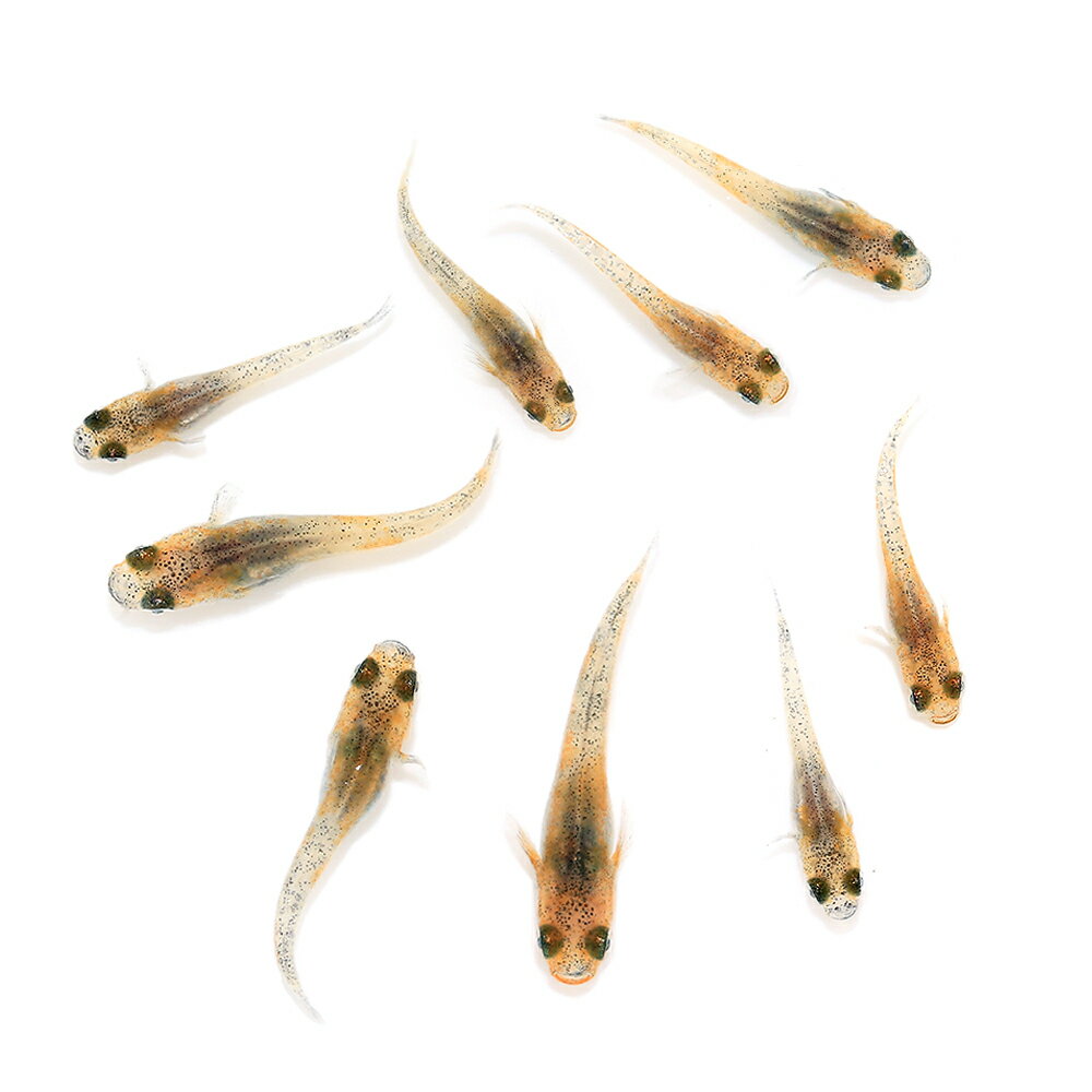 お送りする個体は体長0.5~2cm程度です。成長期の稚魚での発送となる為、発送時には表記サイズより大きめでの発送となる場合がございます。個体サイズや模様、雌雄の指定についてはお受け致しかねますのでご了承下さい。砂里三色稚魚販売に関するご注意...