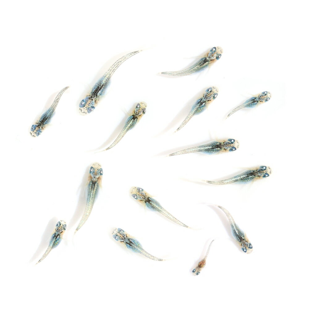 お送りする個体は体長0．5〜2cm程度です。成長期の稚魚での発送となる為、発送時には表記サイズより大きめでの発送となる場合がございます。個体サイズや模様、雌雄の指定についてはお受け致しかねますのでご了承下さい。サボテン体外光メダカ　稚魚稚魚...