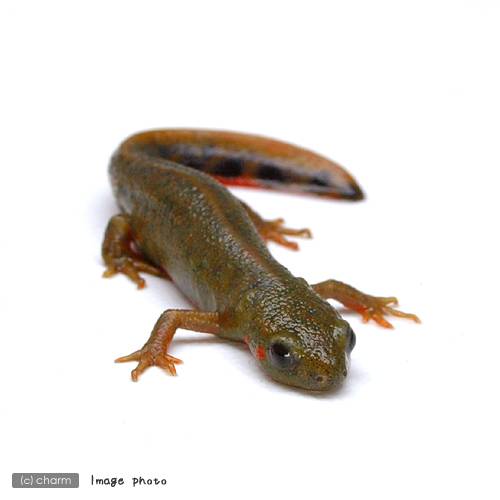 両生類の仲間は体表に微弱な毒を持っています。触ったあとは必ず手を洗い、目などをこすらないようにご注意下さい。WC個体です。お送りする個体は頭胴長3〜4cm前後のものとなります。オスメスの指定はできません。予めご了承ください。ハナダイモリ（1...