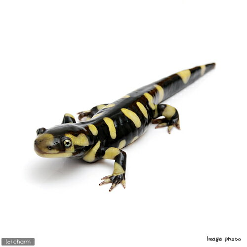 オビタイガーサラマンダー販売生体についてWC個体※両生類の仲間は体表に微弱な毒を持っています。触ったあとは必ず手を洗い、目などをこすらないようにご注意ください。※お送りする個体は、頭胴長約8〜14cmの個体となります。※本品は、自然採取のワ...