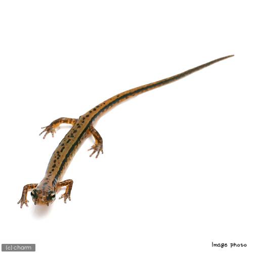 両生類の仲間は体表に微弱な毒を持っています。触ったあとは必ず手を洗い、目などをこすらないようにご注意下さい。お送りする個体は全長5〜7cm前後のものとなります。多少の指欠けはご容赦ください。オスメスの指定はできません。予めご了承ください。ツ...