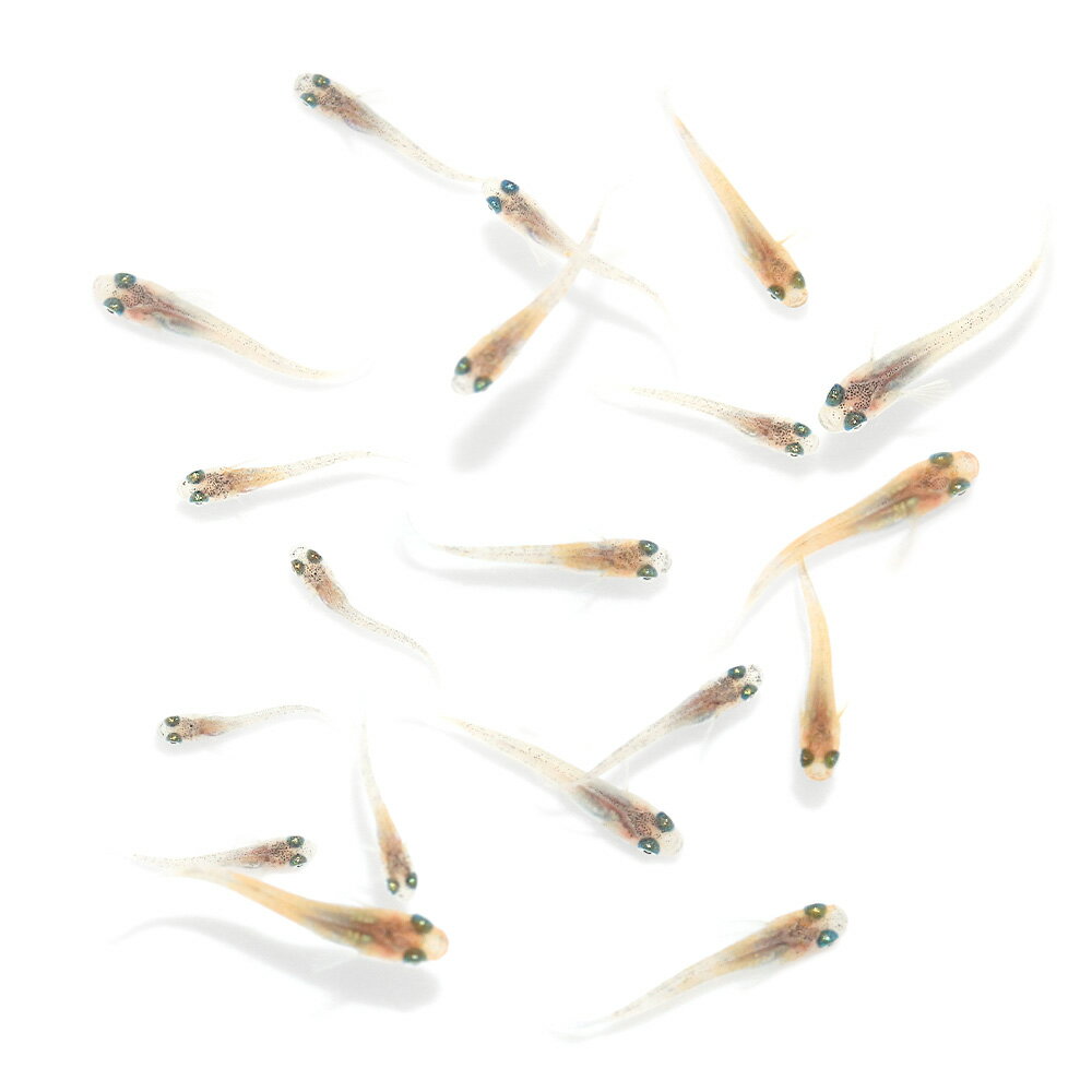 お送りする個体は体長0．5〜2cm程度です。成長期の稚魚での発送となる為、発送時には表記サイズより大きめでの発送となる場合がございます。個体サイズや模様、雌雄の指定についてはお受け致しかねますのでご了承下さい。無選別　三色マリアージュメダカ...