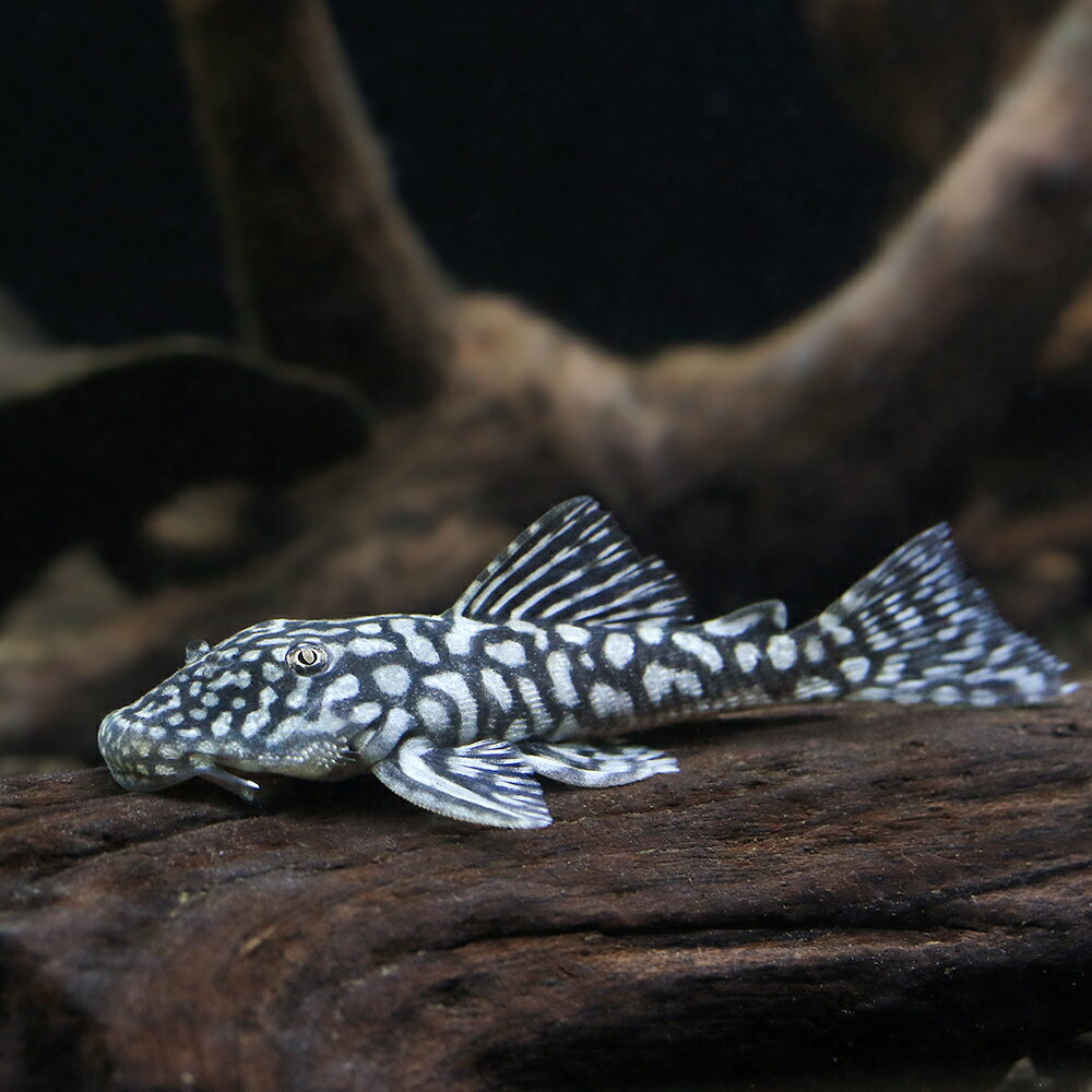 お送りする個体は体長6〜9cm程度となります。個体サイズや模様、雌雄の指定についてはお受け致しかねますのでご了承下さい。ロイヤルスポットスパングル・プレコ販売名ロイヤルスポットスパングル・プレコLナンバーノーナンバー学名（※）Pseudan...
