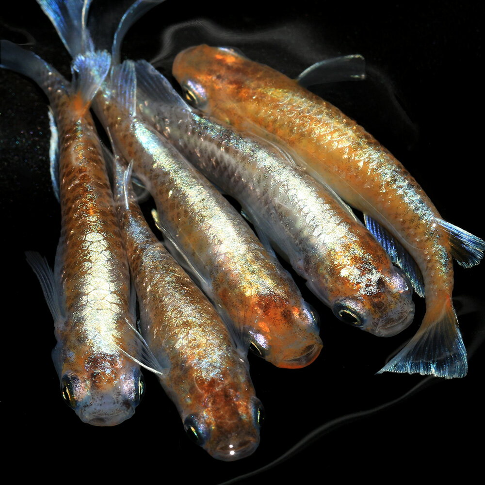 お送りする個体は体長2〜4cm程度です。1ペアは必ず入るように出荷いたします。個体サイズや模様、雌雄の指定についてはお受け致しかねますのでご了承下さい。スーパー銀鱗メダカ販売名スーパー銀鱗メダカ学名（※）Oryzias　latipes　va...