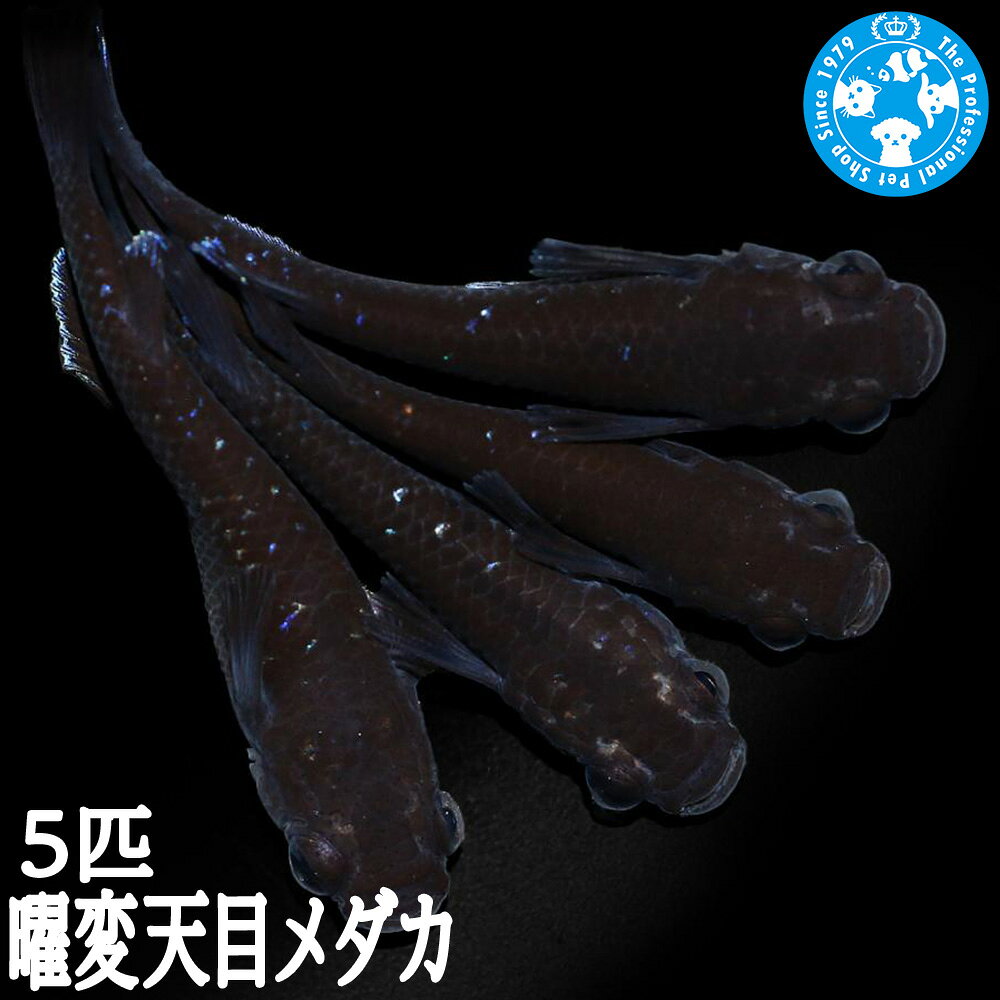 お送りする個体は体長2〜4cm程度です。1ペアは必ず入るように出荷いたします。当店では厳密にグレード分けを行っておりません。予めご了承の上お買い求め下さい。個体サイズや模様、雌雄の指定についてはお受け致しかねますのでご了承下さい。曜変天目販...