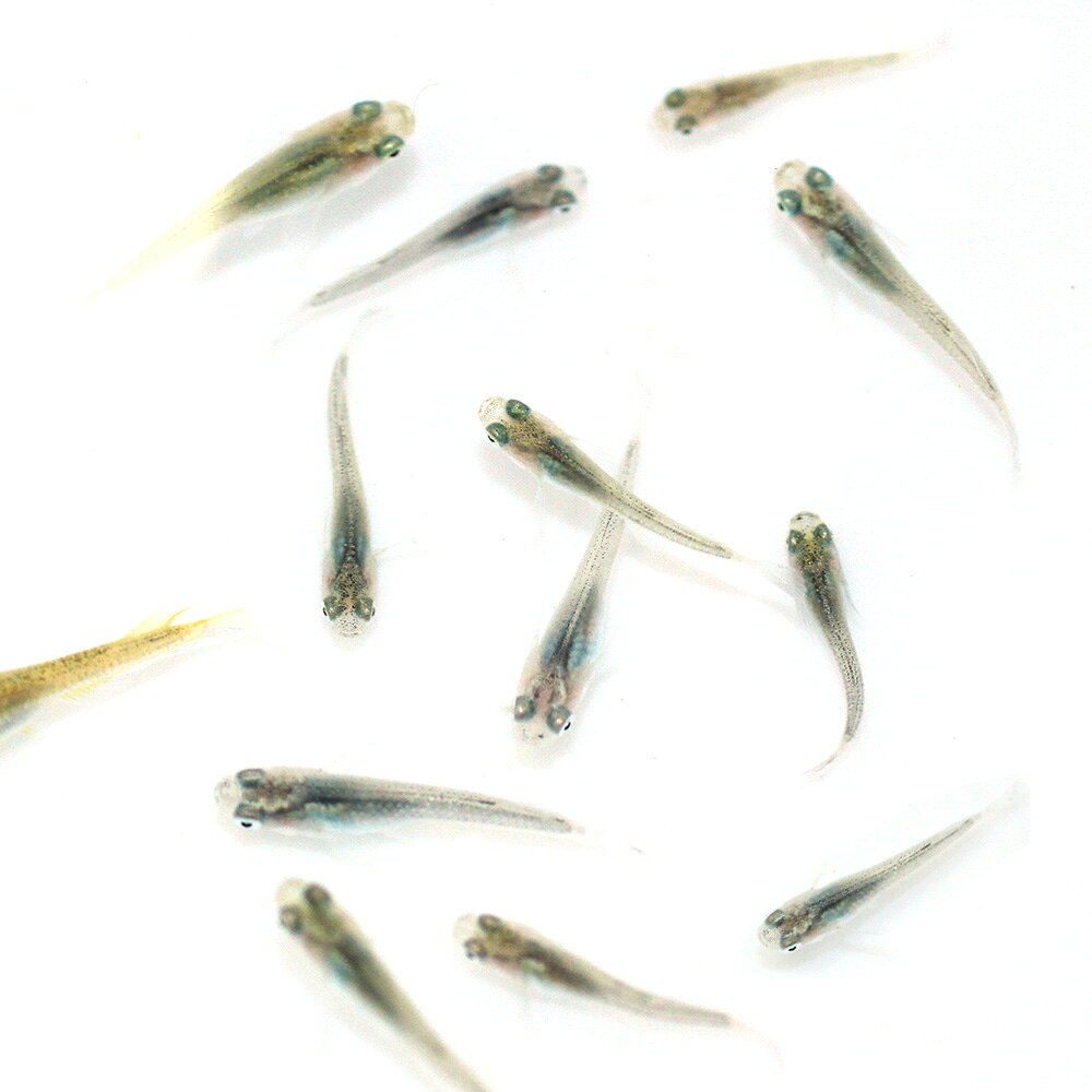 メーカー：構成品お送りする個体は体長0.5~2cm程度です。成長期の稚魚での発送となる為、発送時には表記サイズより大きめでの発送となる場合がございます。個体サイズや模様、雌雄の指定についてはお受け致しかねますのでご了承下さい。フェザーライト...