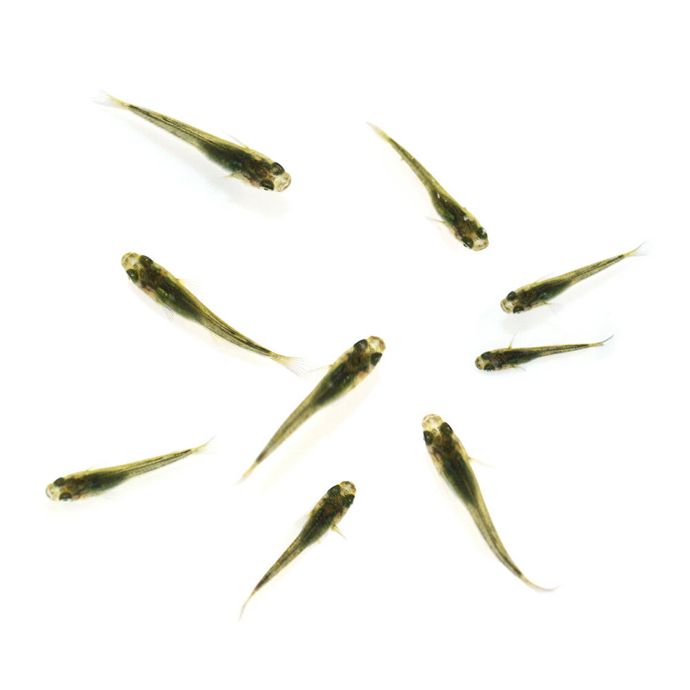 お送りする個体は体長0．5〜2cm程度です。成長期の稚魚での発送となる為、発送時には表記サイズより大きめでの発送となる場合がございます。個体サイズや模様、雌雄の指定についてはお受け致しかねますのでご了承下さい。無選別　エメラルドムーンメダカ...