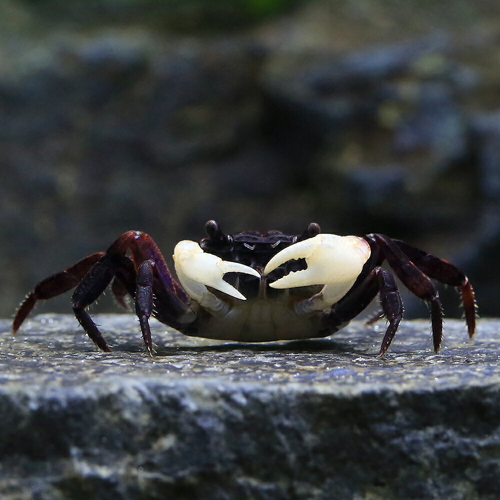 お送りする個体は甲幅1cm〜2cm程度です。小さな傷や脚が切れている場合がございますが、成長とともに再生してきます。 お送りする個体により背部の青い発色が弱い個体、黒い発色が強い個体の場合も御座います。予めご了承下さい。個体サイズや模様、雌...