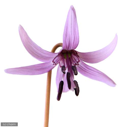 薄紫の花を咲かせる春の妖精！山野草　カタクリ（片栗）　1球入り　2．5号特徴カタクリは山地の林内に見られるユリの仲間で、早春を彩る花として親しまれています。栽培は夏期の高温に注意が必要で、栽培難易度は高い部類になります。花後、初夏には休眠期...