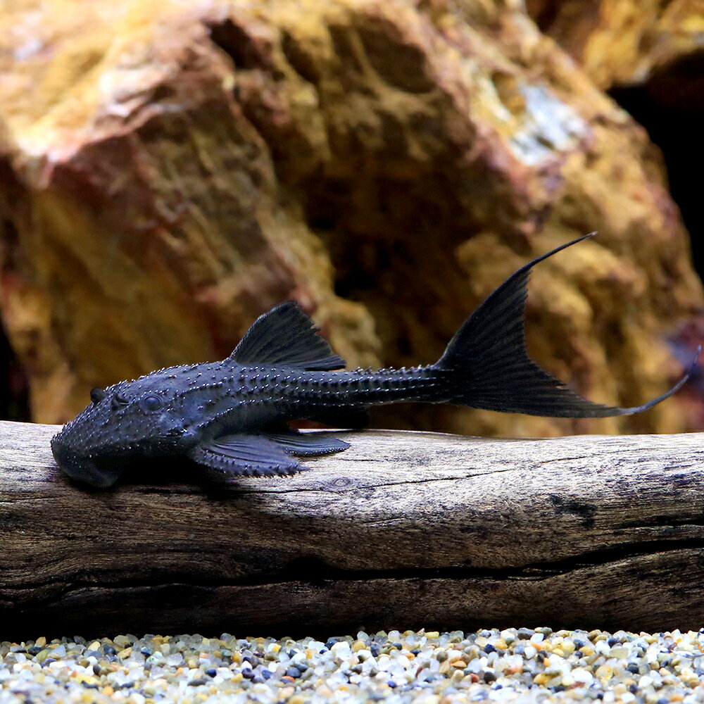 お送りする個体は体長8〜12cm程度となります。輸送に伴いヒレの裂けやフィラメントの欠けなどを起こすことがございます。個体サイズや模様、雌雄の指定についてはお受け致しかねますのでご了承下さい。ガリバー・プレコ　シングー販売名ガリバー・プレコ...