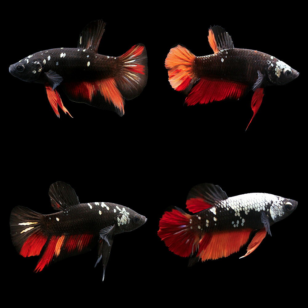 美しい色彩と野性味あふれる姿！タ・ハーフムーンプラカット　アバター　マルチカラー発送サイズ3cm〜5cm 別名闘魚 学名（※）Betta　splendens　var． （※）…改良品種や学名が不明の種は流通名での記載の場合があります。 分布...