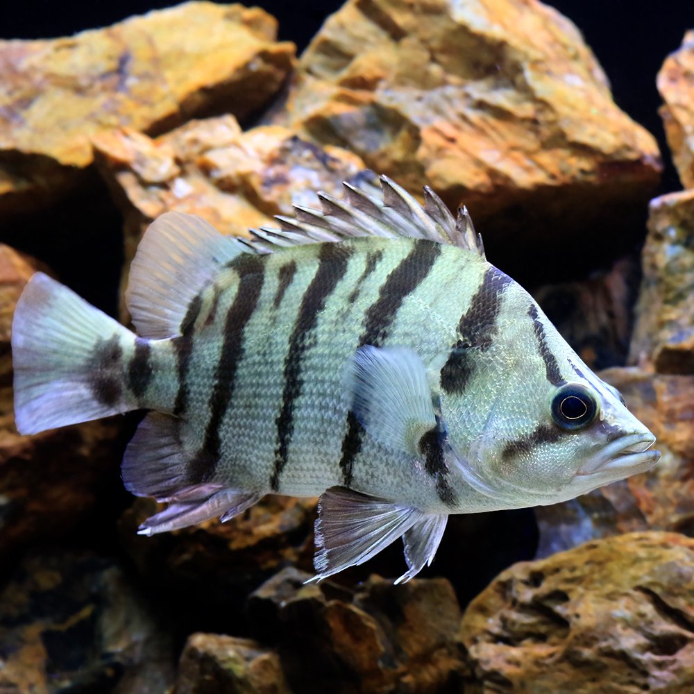 当店では純淡水で飼育しています。ダトニオ系の魚は到着時に発送のストレスから、体色が黒ずんでいることがございますが、飼育環境に慣れて落ち着いてくれば本来の発色を取り戻します。お送りする個体は体長15〜17cm程度です。個体サイズや模様、雌雄の...