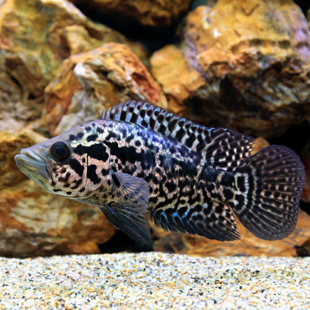 東南ブリード個体です。お送りする個体は体長11〜15cm程度です。魚の性質上、鱗の乱れやヒレ欠け・裂けがある場合がございます。ご了承の上お買い求め下さい。個体サイズや模様、雌雄の指定についてはお受け致しかねますのでご了承下さい。ナンドプシス...