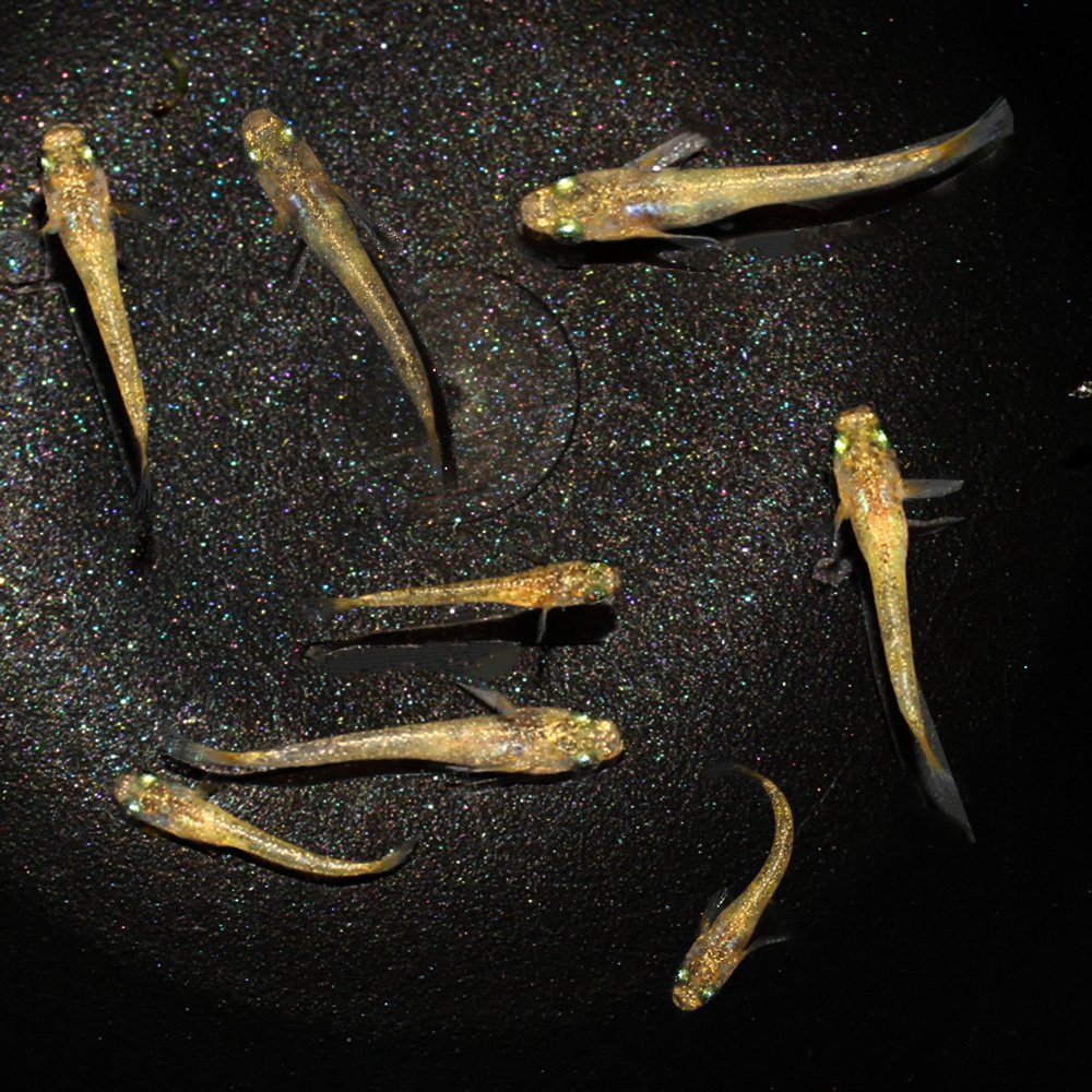 お送りする個体は体長0．5〜2cm程度です。成長期の稚魚での発送となる為、発送時には表記サイズより大きめでの発送となる場合がございます。個体サイズや模様、雌雄の指定についてはお受け致しかねますのでご了承下さい。桔梗菊ゴールドメダカメダカ　稚...