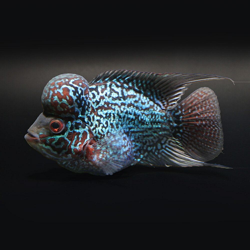 画像撮影日：2026年7月7日お送りする個体は体長約8〜10cm程度となります。魚の性質上、ヒレ欠けやヒレ裂けがある場合がございます。ご了承の上お買い求め下さい。個体サイズや模様、雌雄の指定についてはお受け致しかねますのでご了承下さい。ド派...
