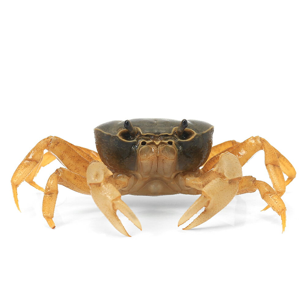 お送りする個体は甲幅2．5〜4．5cm程度です。 脚が切れている場合がございますが、成長とともに再生してきます。 個体サイズや模様、雌雄の指定についてはお受け致しかねますのでご了承下さい。サンブレードオニキスクラブ販売名サンブレードオニキス...