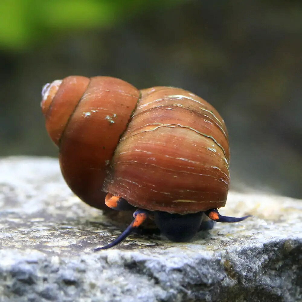 お送りする個体は殻高1〜2cm程度です。個体サイズや模様、雌雄の指定についてはお受け致しかねますのでご了承下さい。　パプアニューギニア　ブルーベリースネール販売名パプアニューギニア　ブルーベリースネール学名（※）Notopala　sp．（※...