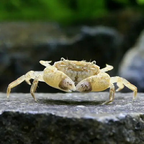 インボイスではPtychognathus barbatusでの入荷になりますが種類の確約は致しかねます。毛のない個体や爪欠け、足欠けが2本程度あるなどのB品個体となります。お送りする個体は甲幅1〜2cm程度です。ヒゲや脚が切れている場合がご...