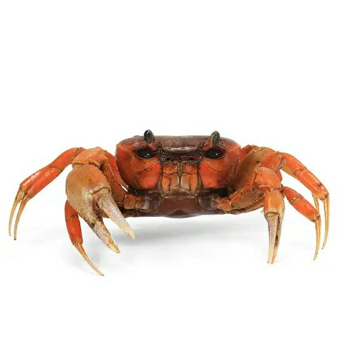 ラオスマウンテンクラブ販売生体についてWC個体※自然採取によるワイルド個体のため、脚部の欠損、多少の傷がある場合がございます。脱皮を行い成長とともに再生しますが、部位によっては形状や大きさに差が出る場合があります。※お送りする個体は、甲幅4...