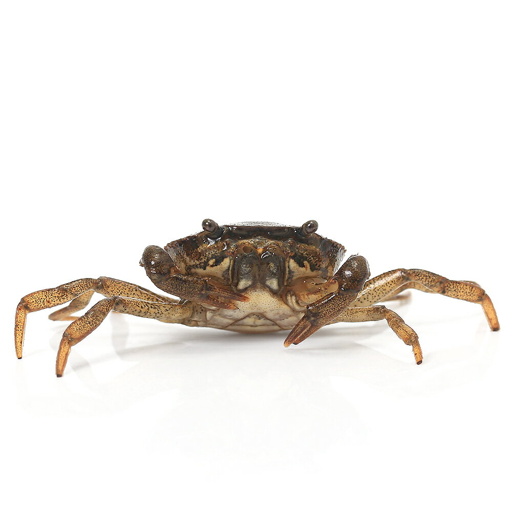 お送りする個体は甲幅2〜4cm程度です。ヒゲや脚が切れている場合がございますが、成長とともに再生してきます。 個体サイズや模様、雌雄の指定についてはお受け致しかねますのでご了承下さい。ヴァルヴィディア・セラータ販売名ヴァルヴィディア・セラー...