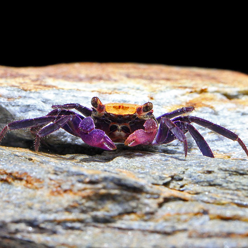 お送りする個体は甲幅1cm〜1．5cm程度です。ヒゲや脚が切れている場合がございますが、成長とともに再生してきます。個体サイズや模様についてはお受け致しかねますのでご了承下さい。タンジェリンバンパイア・クラブ販売名タンジェリンバンパイア・ク...