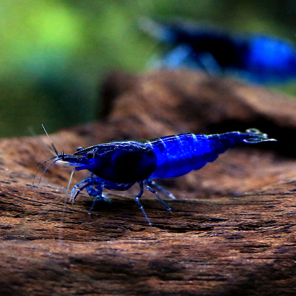濃い青色が特徴的なルリ−シュリンプです青の濃さ、模様には個体差あります。予めご了承の上、お買い求め下さい。お送りする個体は体長1〜2．5cm程度です。個体サイズや模様、雌雄の指定についてはお受け致しかねますのでご了承下さい。ブルールリーシュ...