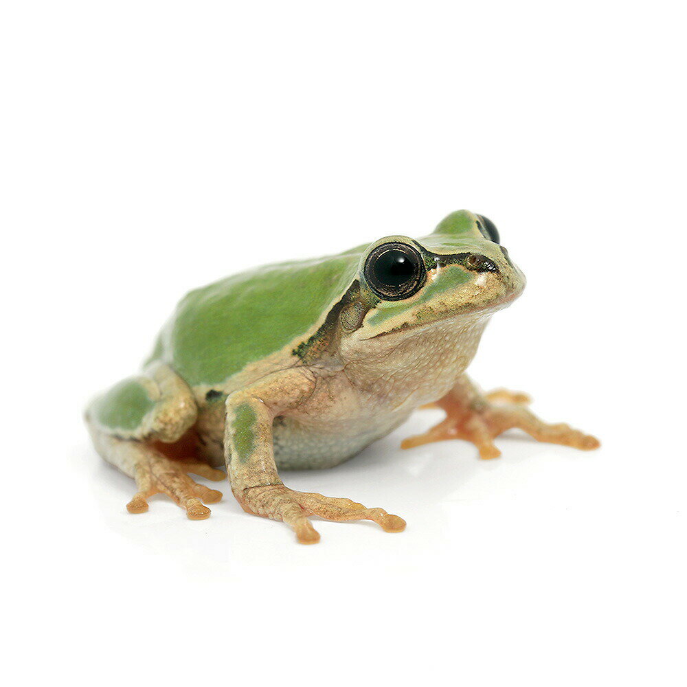 ニホンアマガエル販売生体についてお送りする個体は2．5〜3．5cm前後のものとなります。オスメス、色合いの指定はできません。予めご了承ください。ワイルド個体のため多少のスレ、指欠け等がある場合がございます。また体色が個体によって異なりますの...