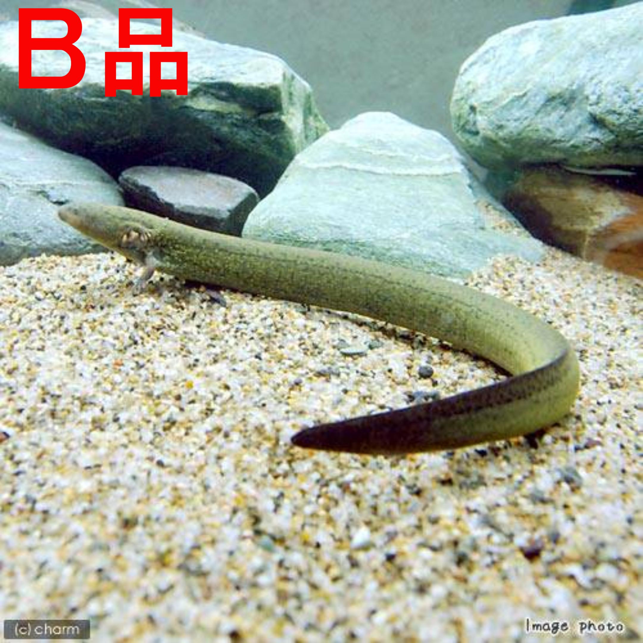 両生類の仲間は体表に微弱な毒を持っています。触ったあとは必ず手を洗い、目などをこすらないようにご注意下さい。お送りする個体は手が欠けていたり、顔に傷があるなどのB品となります。体表にイボのようなものがある場合がございます。商品画像は完品のイ...