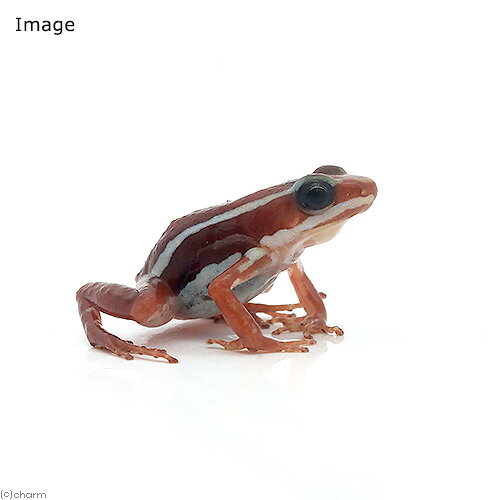 ミイロヤドクガエル　サンタ　イザベラ販売個体についてCB個体※お送りする個体は、1．3〜2．4cm前後となります。※個体サイズや模様、雌雄の指定についてはお受け致しかねますのでご了承ください。 別名トリコロールヤドクガエルトリカラーヤドクガ...