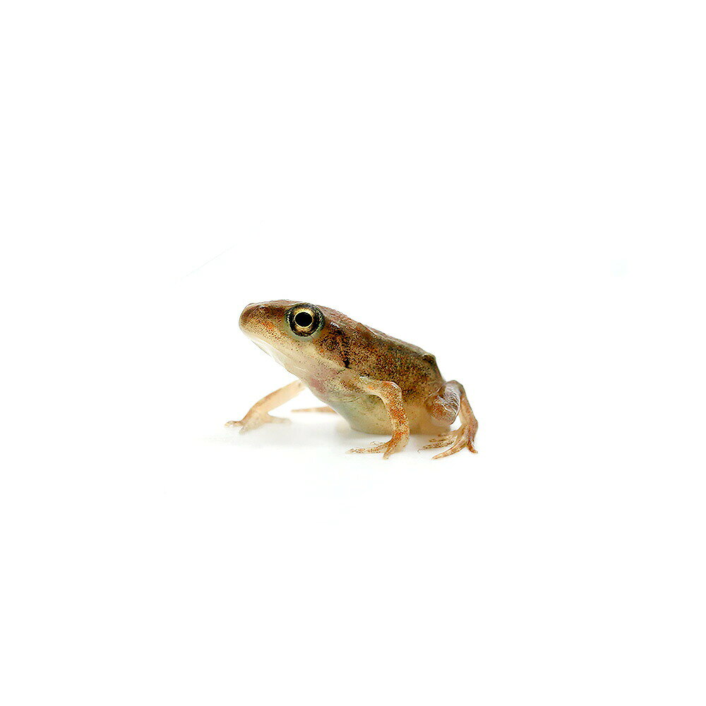 両生類の仲間は体表に微弱な毒を持っています。触ったあとは必ず手を洗い、目などをこすらないようにご注意下さい。お送りする個体は1．0〜2．0cm前後のものとなります。ニホンアカガエル別名日本赤蛙学名（※）Rana　japonica（※）…学名...