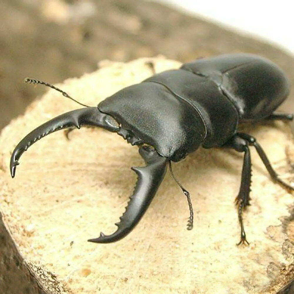 ツシマヒラタクワガタ販売生体について累代：CB産地：長崎県厳原産※オスメス共に2025年12月※画像のオス個体は61mmです。※ブリード個体の為、微小なディンプル（凹み）がある場合がございます。予めご了承ください。※メスのサイズは、フリーと...