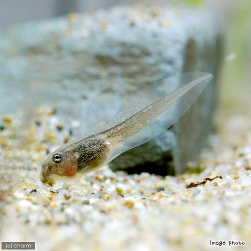 オタマジャクシから育ててみよう！イエアメガエル　スノーフレーク　オタマジャクシ（1匹）販売個体についてCB個体お送りする個体は2．0〜4．0cm前後となります。※個体サイズや模様、雌雄の指定についてはお受け致しかねますのでご了承下さい。別名...