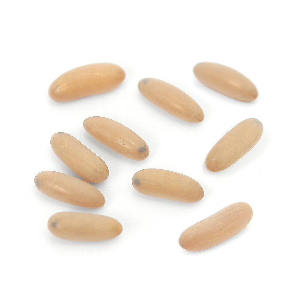 販売生体についてヒガシキリギリスのたまごです。ふ化から成虫になるまでの成長をお楽しみください。※お送りする個体はたまごのみとなります。幼体、成虫の画像はイメージ画像です。別名東螽斯学名（※）Gampsocleis　mikado（※）…学名が...