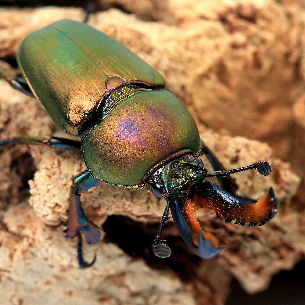 パプアキンイロクワガタ販売個体について累代：CB産地：イリアンジャヤ ワメナ産羽化日：オスメスともに2024年12月頃※若干のディンプルやツメ欠け、擦れはご容赦ください。※画像はイメージです。大きさ、色の指定は出来ません。予めご了承ください...