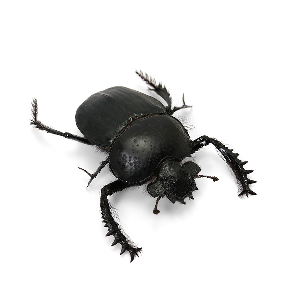 ヒジリタマオシコガネ　Scarabaeus　sacer入荷日2026年5月21日販売生体について累代：WD産地：エジプト産※お送りする個体は、体長（脚を除く）25〜35mm程度となります。※ワイルド個体の為、小キズ、1、2本のフセツやツメ・...