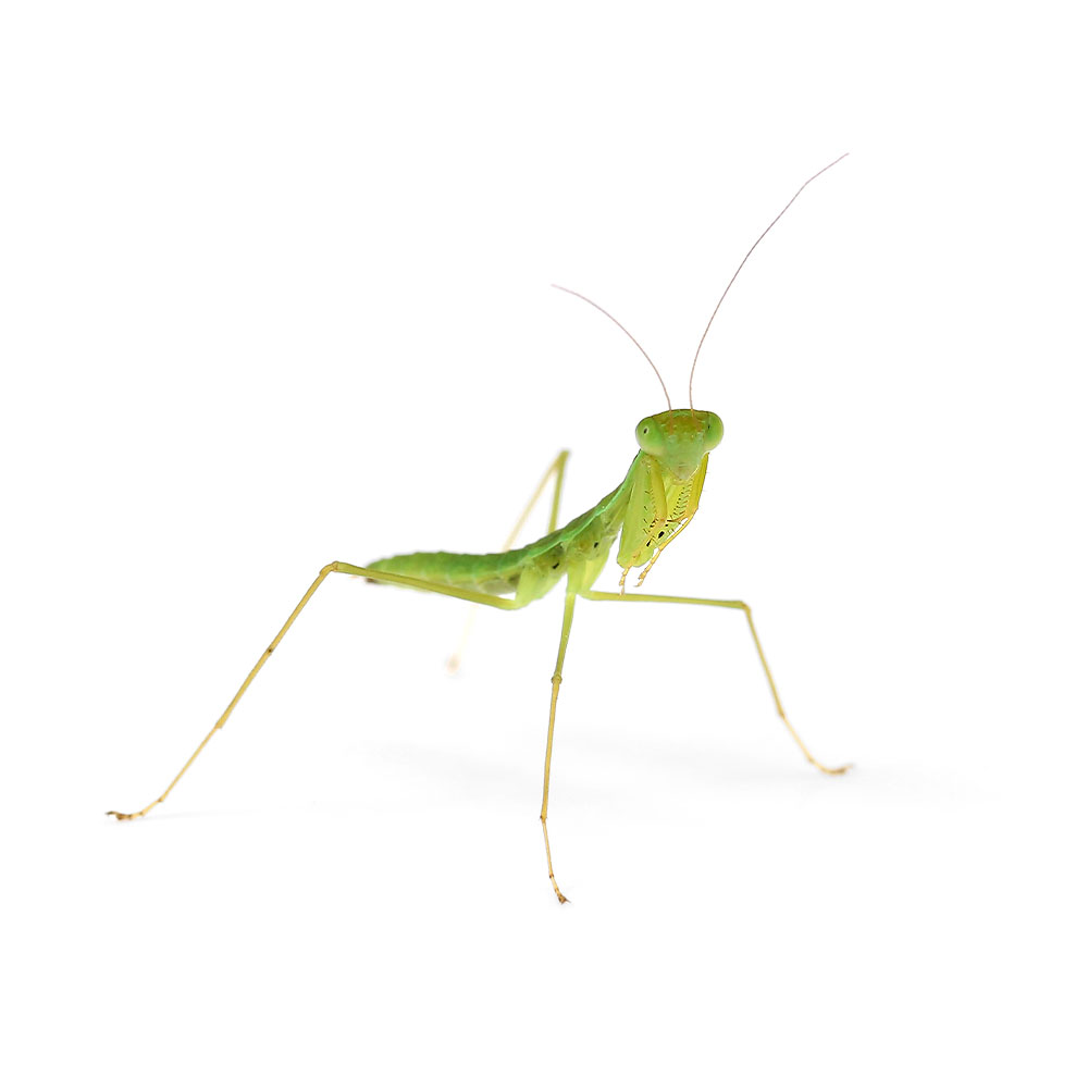 アジアコノハカマキリ販売生体について累代：CB※お送りする個体は、全長1〜2cm程度となります。※幼虫形態のため、発送中に脱皮してしまう場合がございます。※一部の足の欠損する場合がありますが再生に期待できるため、B品扱いやご返金の対象とはな...