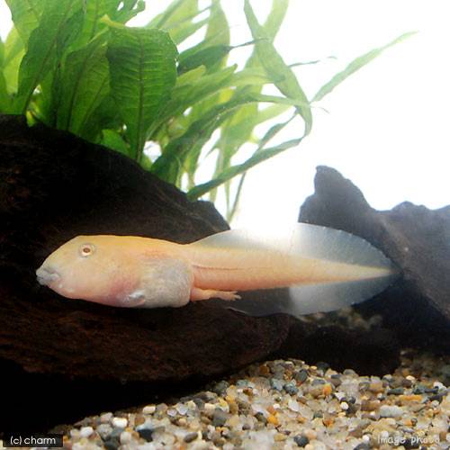 クランウェルツノガエル　オタマジャクシ各種販売生体についてCB個体お送りする個体はアルビノ系のオタマジャクシとなります。アプリコット、ライムグリーンなどのアルビノ色のカエルになります。必ずしも親と同じ体色になるわけではございません。予めご了...