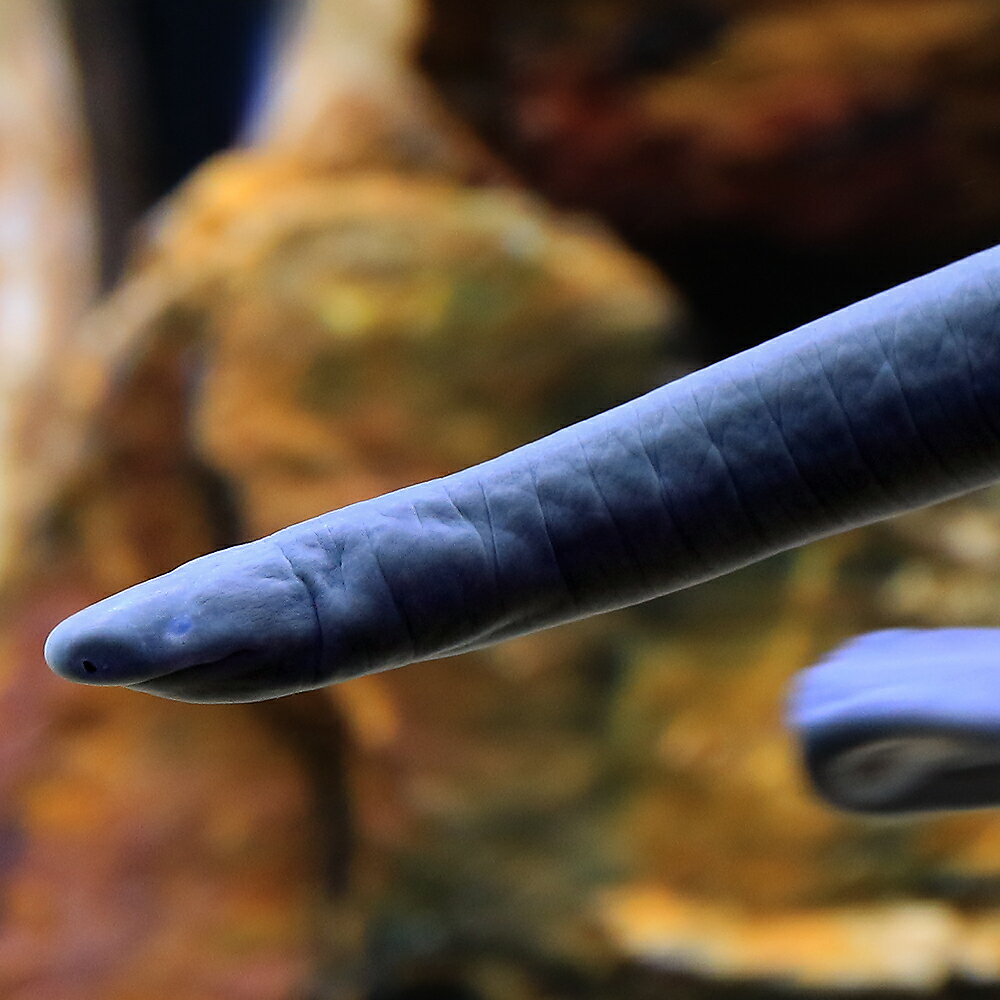 お送りする個体は全長約20〜30cmのものです。個体サイズや模様、雌雄の指定についてはお受け致しかねますのでご了承下さい。コロンビアミズアシナシイモリ販売名コロンビアミズアシナシイモリ別名—学名（※）Tyholonectes　natans（...