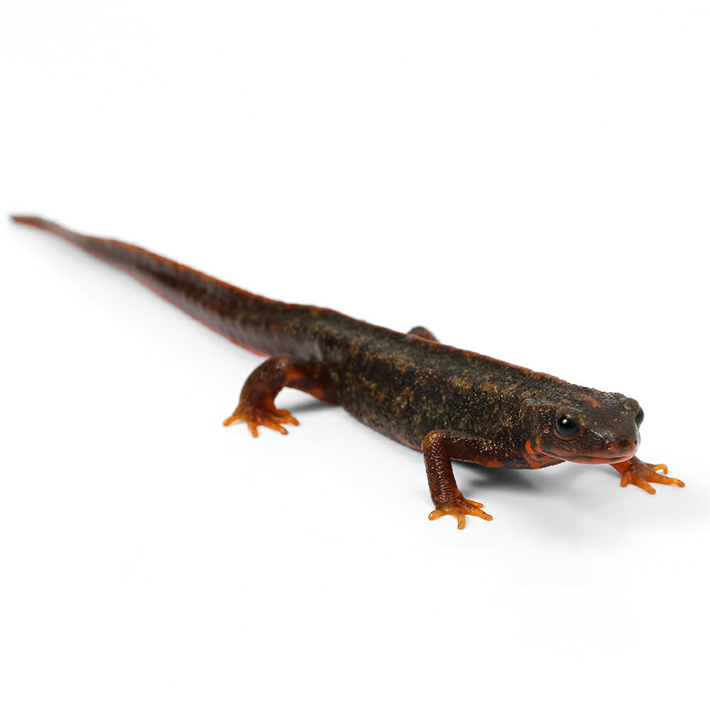 アマミシリケンイモリ仕様こちらの商品は画像の個体の発送となります。画像が複数あるものは、別角度から撮影した画像となります。画像をよくご確認の上ご購入ください。一点物両生類、爬虫類生体は、性質上同名称のものでも必ずしも同じ品質を保証するもので...