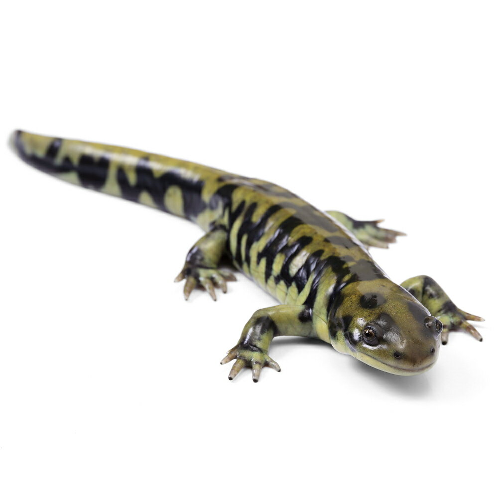 オビタイガーサラマンダー※両生類の仲間は体表に微弱な毒を持っています。触ったあとは必ず手を洗い、目などをこすらないようにご注意ください。販売生体についてWC個体※本品は、一点物につき現品個体の発送となります。※画像が複数あるものは、別角度か...
