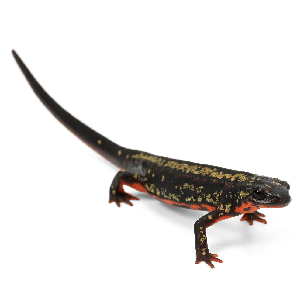 オキナワシリケンイモリ販売個体についてWC個体お送りする個体は全長約13cm（2026年1月28日採寸）のものとなります。野外採取個体の為、多少のキズや指欠け等はご容赦ください。こちらの商品は画像の個体の発送となります。画像が複数あるものは...