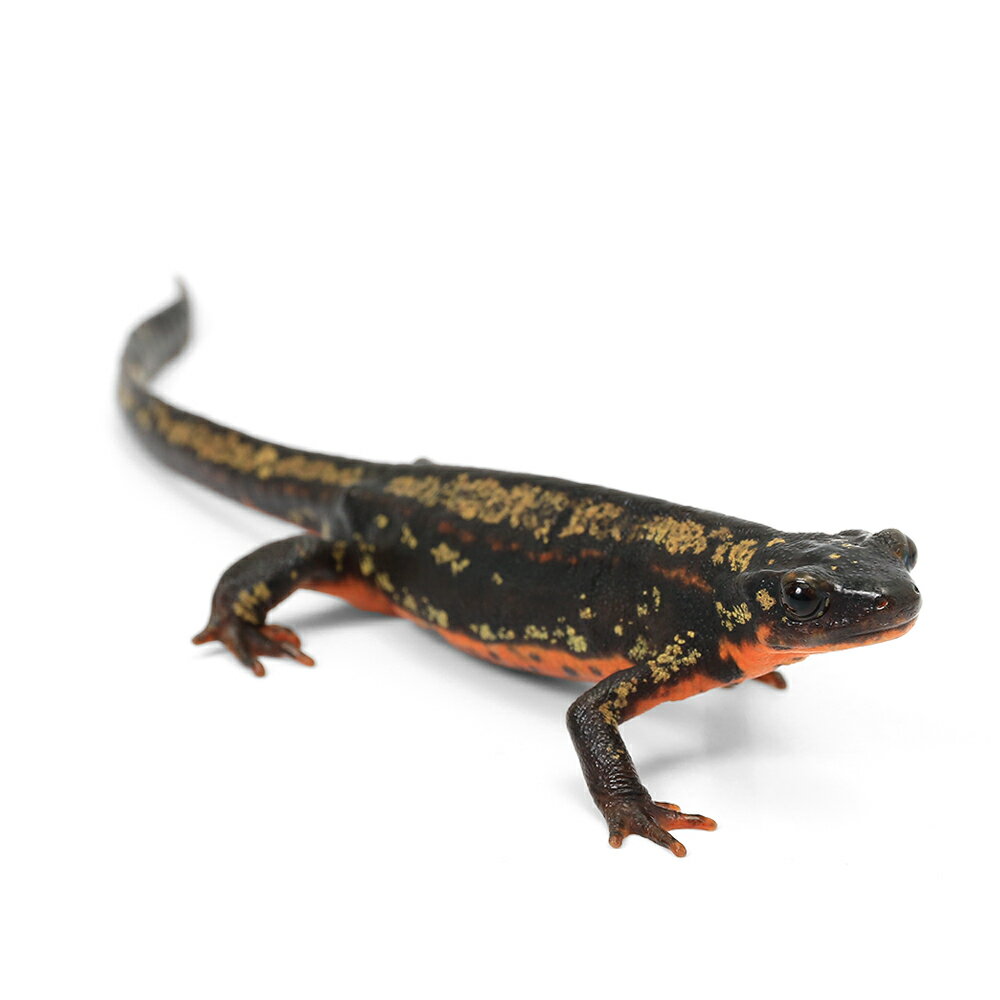 オキナワシリケンイモリ販売個体についてWC個体お送りする個体は全長約13cm（2026年1月28日採寸）のものとなります。野外採取個体の為、多少のキズや指欠け等はご容赦ください。こちらの商品は画像の個体の発送となります。画像が複数あるものは...