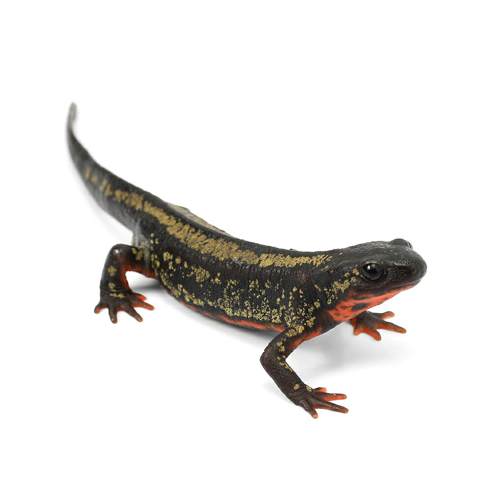 オキナワシリケンイモリ販売個体についてWC個体お送りする個体は全長約11cm（2026年1月28日採寸）のものとなります。野外採取個体の為、多少のキズや指欠け等はご容赦ください。こちらの商品は画像の個体の発送となります。画像が複数あるものは...