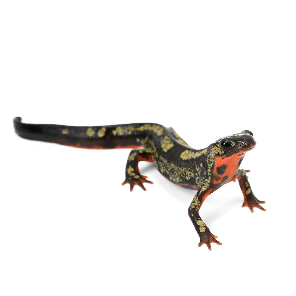 オキナワシリケンイモリ販売個体についてWC個体お送りする個体は全長約11cm（2026年1月28日採寸）のものとなります。野外採取個体の為、多少のキズや指欠け等はご容赦ください。こちらの商品は画像の個体の発送となります。画像が複数あるものは...