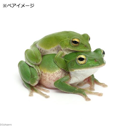 シュレーゲルアオガエル　ペア販売生体についてお送りする個体はオス1匹メス1匹となります。お送りする個体は2．5〜3．5cm前後のものとなります。ワイルド個体のため多少のキズやスレ、指欠けがある場合がございます。予めご了承ください。別名—学名...