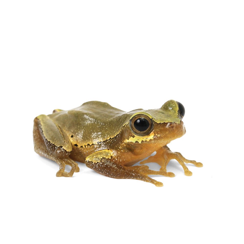 シナアマガエル販売生体についてお送りする個体は2〜5cm前後のものとなります。オスメス、色合いの指定はできません。予めご了承ください。ワイルド個体のため多少のスレ、指欠け等がある場合がございます。また体色が個体によって異なりますので予めご了...